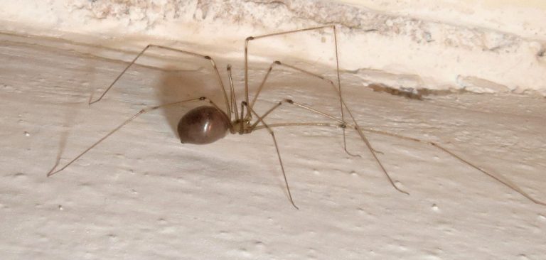 Cellar Spider Spiritual Meaning, Symbolism and Totem (2026)
