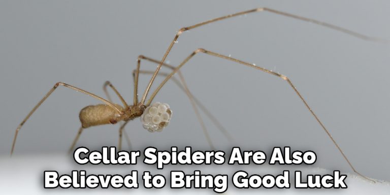 Cellar Spider Spiritual Meaning, Symbolism and Totem (2026)