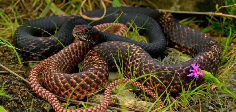 Fierce Spiritual Meaning, Symbolism and Totem | Explained (2025)