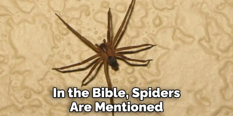 Brown Recluse Spider Spiritual Meaning, Symbolism and Totem