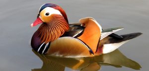 Mandarin Duck Spiritual Meaning, Symbolism and Totem (2026)