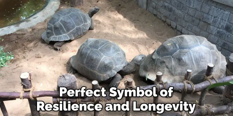 Aldabra Giant Tortoise Spiritual Meaning, Symbolism and Totem