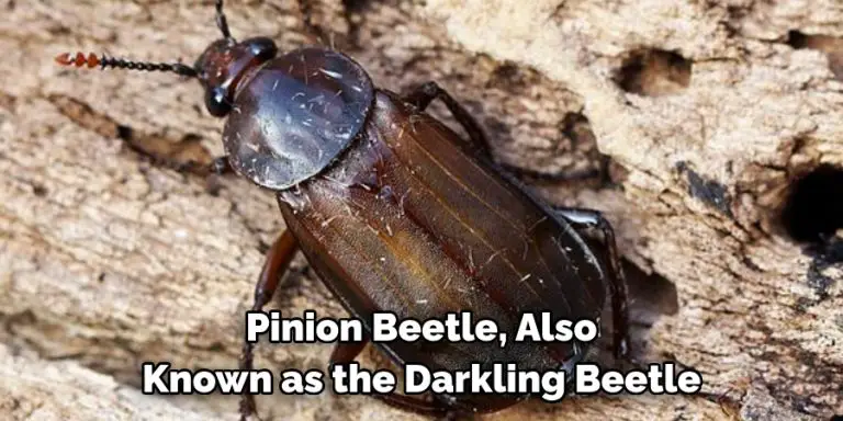 Pinion Spiritual Meaning, Symbolism and Totem | Explained (2025)