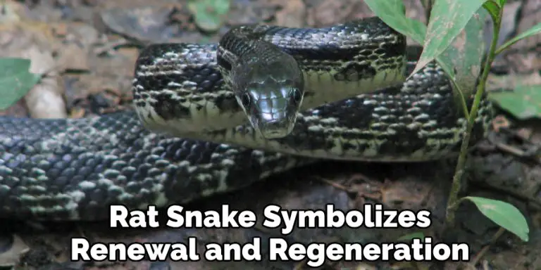 Rat Snake Spiritual Meaning, Symbolism and Totem (2026)