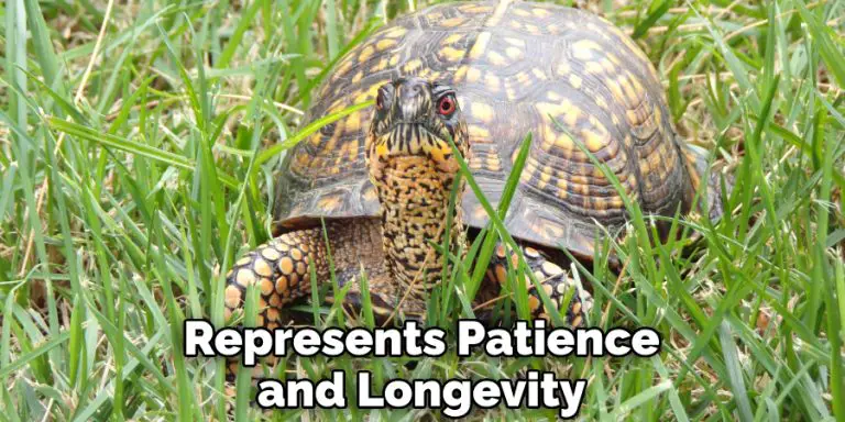 Box Turtle Spiritual Meaning, Symbolism and Totem (2025)