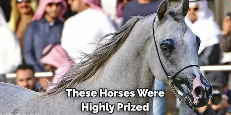 Arabian Horse Spiritual Meaning, Symbolism and Totem (2026)