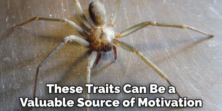 Brown Recluse Spider Spiritual Meaning, Symbolism and Totem