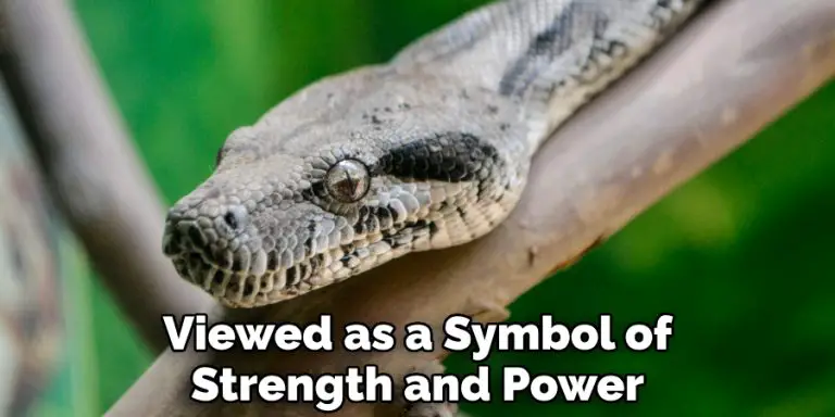 Boas Spiritual Meaning, Symbolism and Totem | Explained (2025)