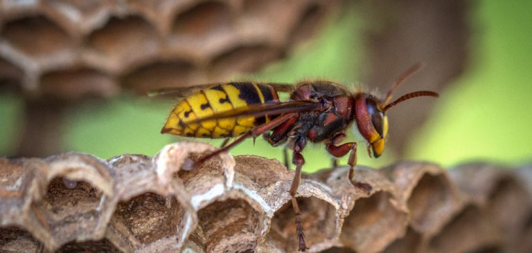 Yellow Jacket Spiritual Meaning, Symbolism and Totem (2026)
