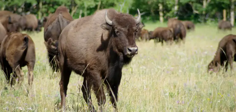 Beefalo Spiritual Meaning, Symbolism and Totem | Detailed Guide