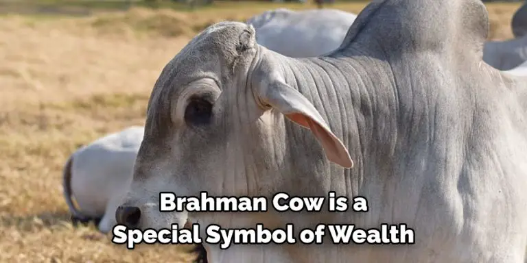 Brahman Spiritual Meaning, Symbolism and Totem | Detailed Guide