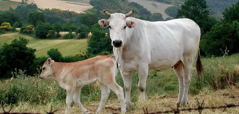 Chianina Spiritual Meaning, Symbolism and Totem | Detailed Guide