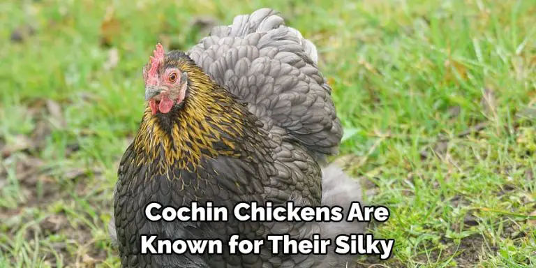 Cochin Spiritual Meaning, Symbolism and Totem | Detailed Guide