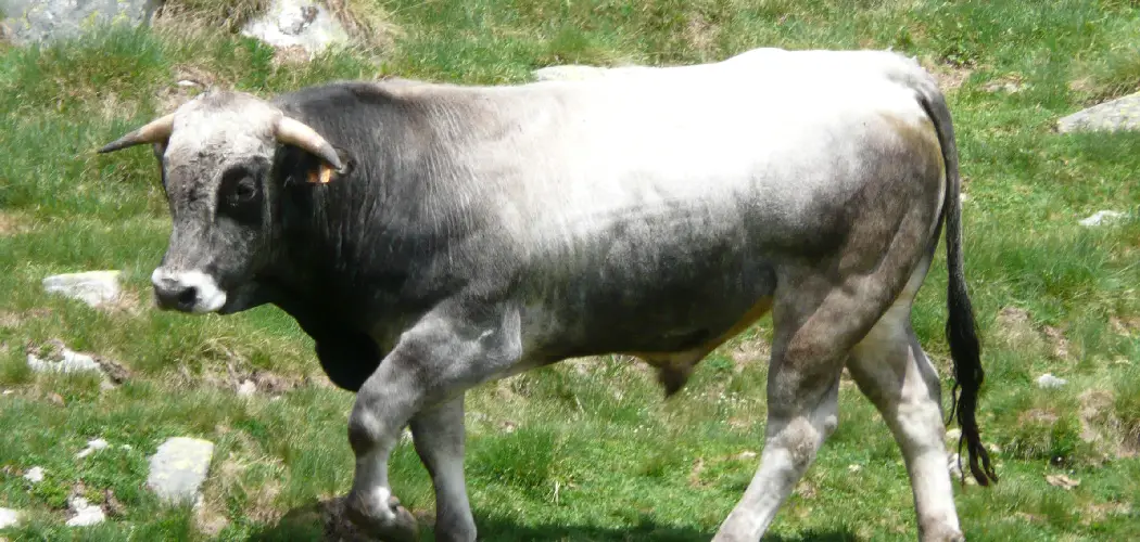 Gascon Spiritual Meaning, Symbolism and Totem | Detailed Guide