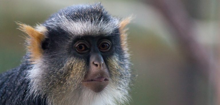 Guenon Spiritual Meaning, Symbolism and Totem | Explained (2025)