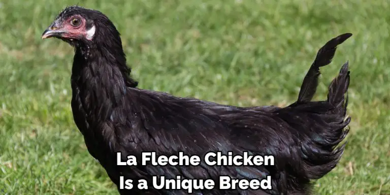 La Fleche Spiritual Meaning, Symbolism and Totem (2025)