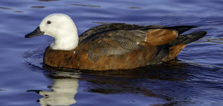 Paradise Shelduck Spiritual Meaning, Symbolism and Totem