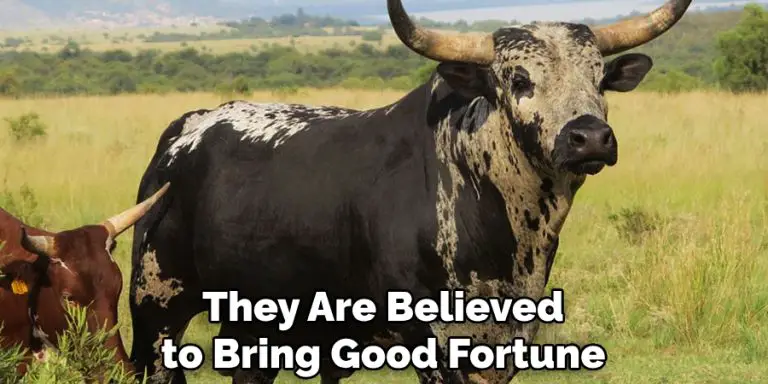 Nguni Cattle Spiritual Meaning, Symbolism and Totem (2025)