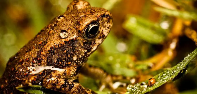 Baw Baw Spiritual Meaning, Symbolism and Totem | Detailed Guide