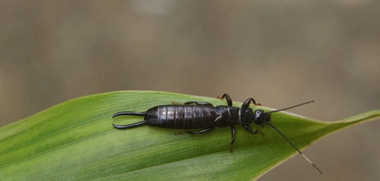Earwig Spiritual Meaning, Symbolism and Totem | Explained (2026)