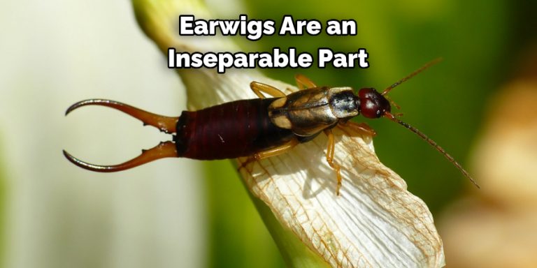 Earwig Spiritual Meaning, Symbolism and Totem | Explained (2025)