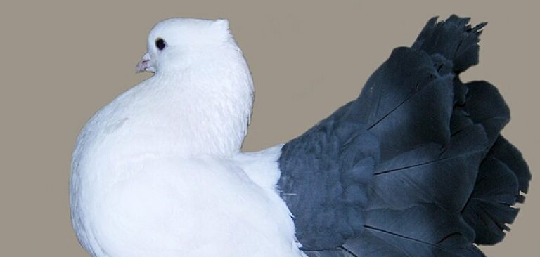 Fantail Spiritual Meaning, Symbolism and Totem | Detailed Guide