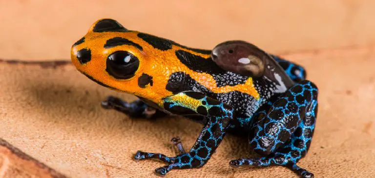 Mimic Poison Spiritual Meaning, Symbolism and Totem (2025)