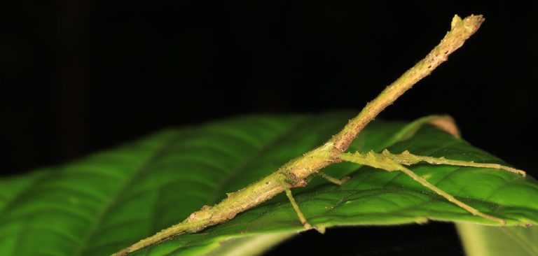 Phasmids Spiritual Meaning, Symbolism and Totem | Detailed Guide