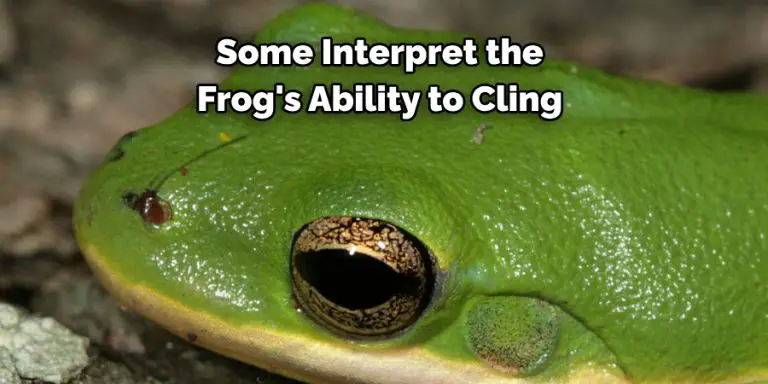 Green Tree Frog Spiritual Meaning, Symbolism and Totem (2026)