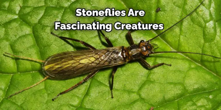 Stonefly Spiritual Meaning, Symbolism and Totem | Detailed Guide