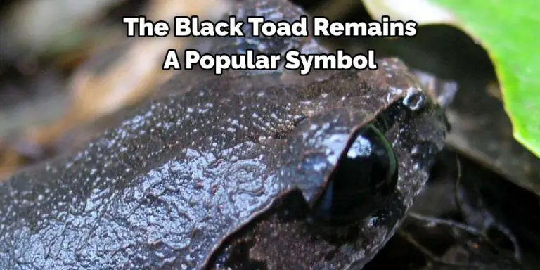 Black Toad Spiritual Meaning, Symbolism and Totem (2026)