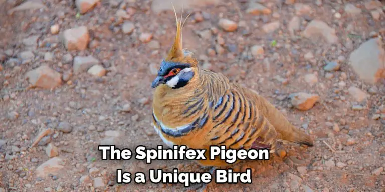 Spinifex Spiritual Meaning, Symbolism and Totem | Detailed Guide