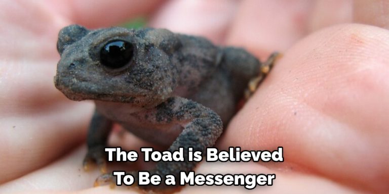 Black Toad Spiritual Meaning, Symbolism and Totem (2025)