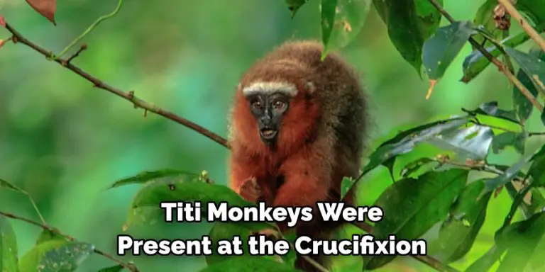 Titi Spiritual Meaning, Symbolism and Totem | Explained (2025)