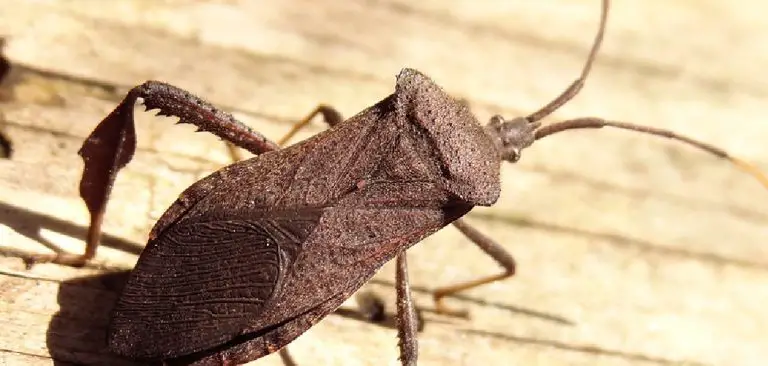 True Bug Spiritual Meaning, Symbolism and Totem | Detailed Guide