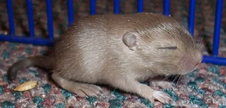 Burmese Rat Spiritual Meaning, Symbolism and Totem (2026)