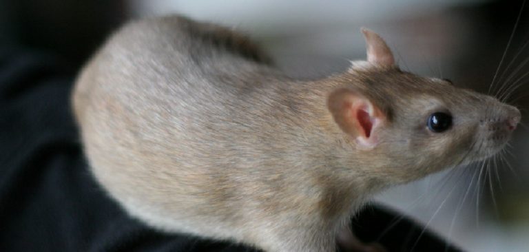 Cinnamon Rat Spiritual Meaning, Symbolism and Totem (2025)