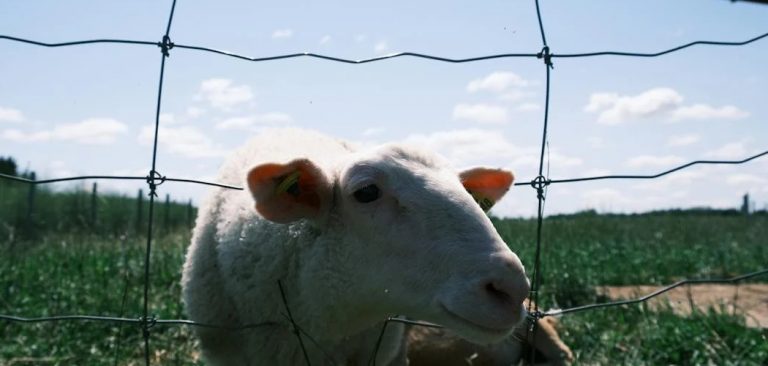 Friesian Sheep Spiritual Meaning, Symbolism and Totem (2025)