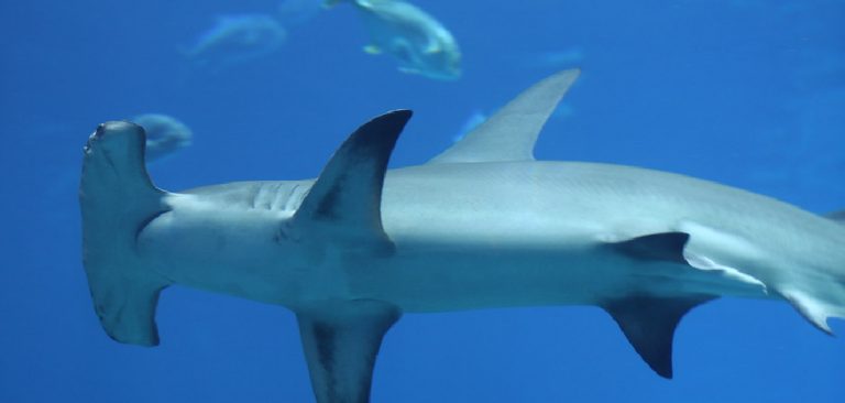 Hammerhead Spiritual Meaning, Symbolism and Totem (2026)