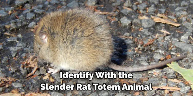 Polynesian Rat Spiritual Meaning, Symbolism and Totem (2026)