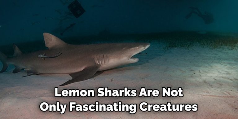 Lemon Shark Spiritual Meaning, Symbolism and Totem (2026)