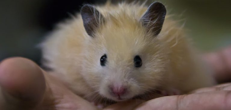 Long-Haired Rat Spiritual Meaning, Symbolism and Totem (2025)