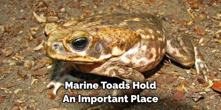 Marine Toad Spiritual Meaning, Symbolism and Totem (2025)