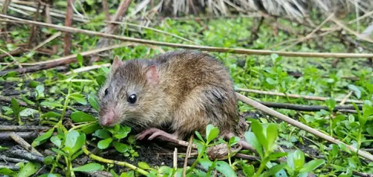 Marsh Rice Rat Spiritual Meaning, Symbolism and Totem (2025)