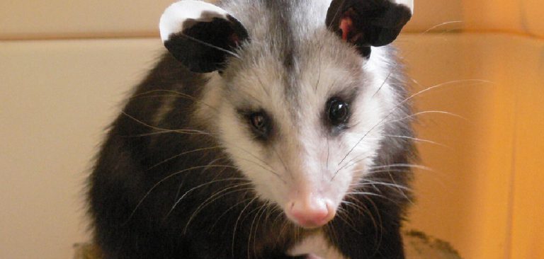 Opossum Rat Spiritual Meaning, Symbolism and Totem (2026)