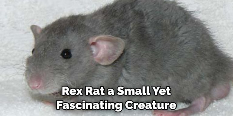 Rex Rat Spiritual Meaning, Symbolism and Totem | Detailed Guide