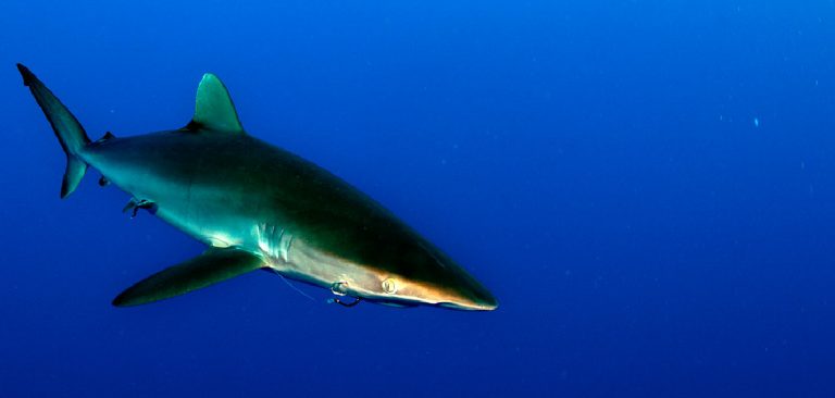 Silky Shark Spiritual Meaning, Symbolism and Totem (2024)