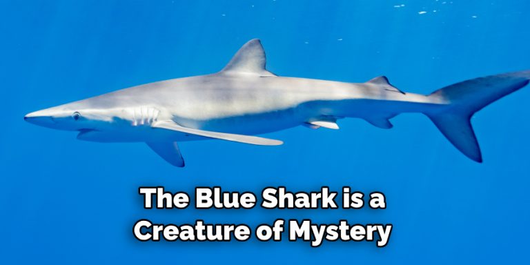 Blue Shark Spiritual Meaning, Symbolism and Totem (2026)