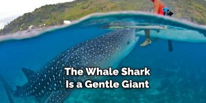 Whale Shark Spiritual Meaning, Symbolism and Totem (2026)