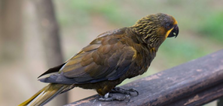 Brown Lory Spiritual Meaning, Symbolism and Totem (2026)